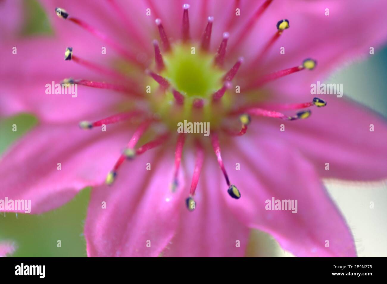 Small Pink Flower Stock Photo - Alamy