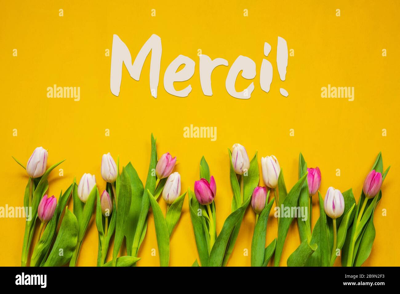 Colorful Tulip, Text Merci Means Thank You, Yellow Background Stock ...