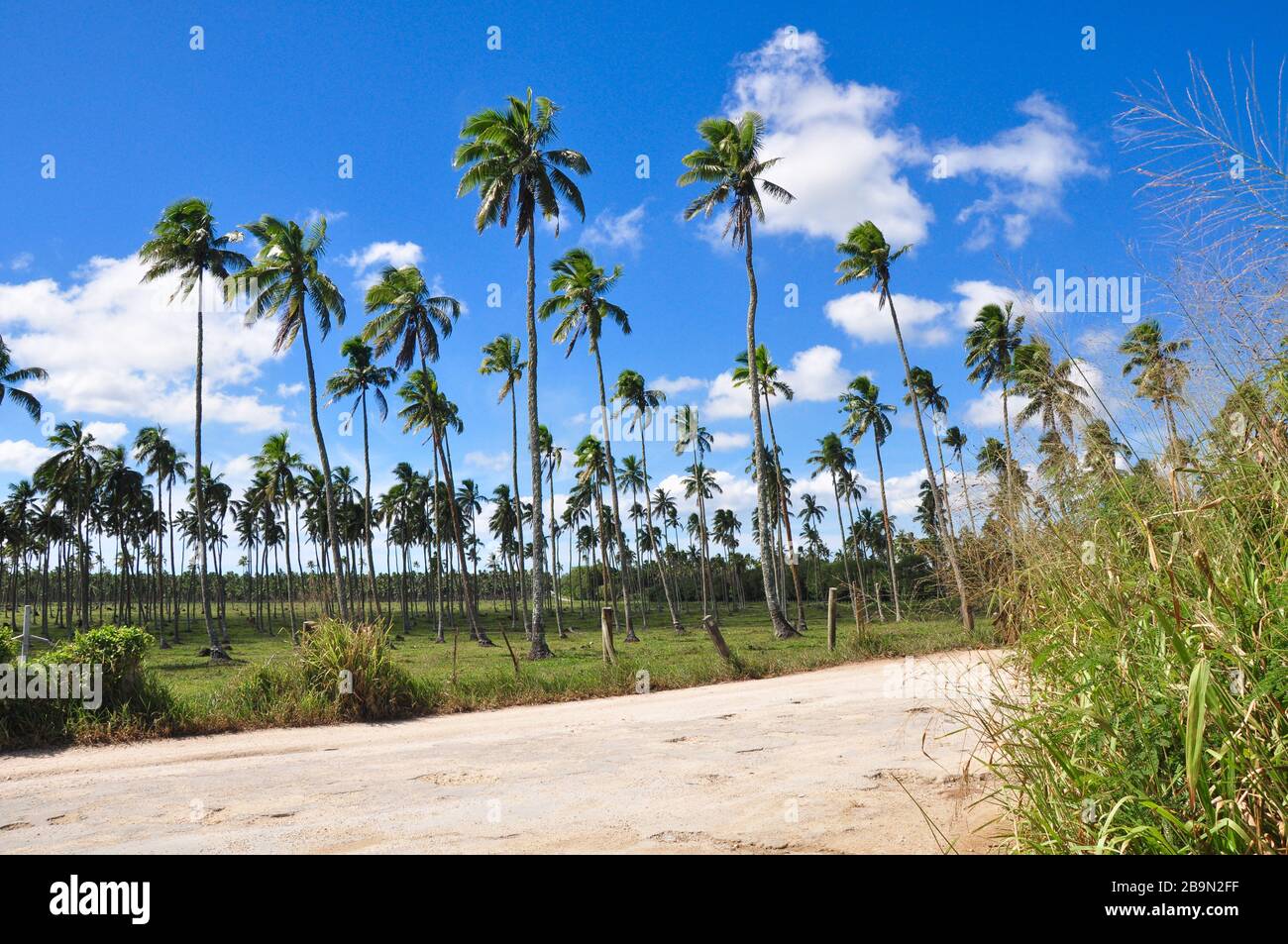 Green palm trees sway in hi-res stock photography and images - Alamy