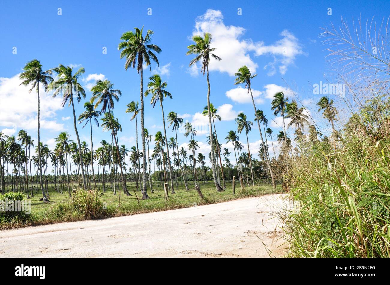 Leaves trees sway in wind hi-res stock photography and images - Alamy