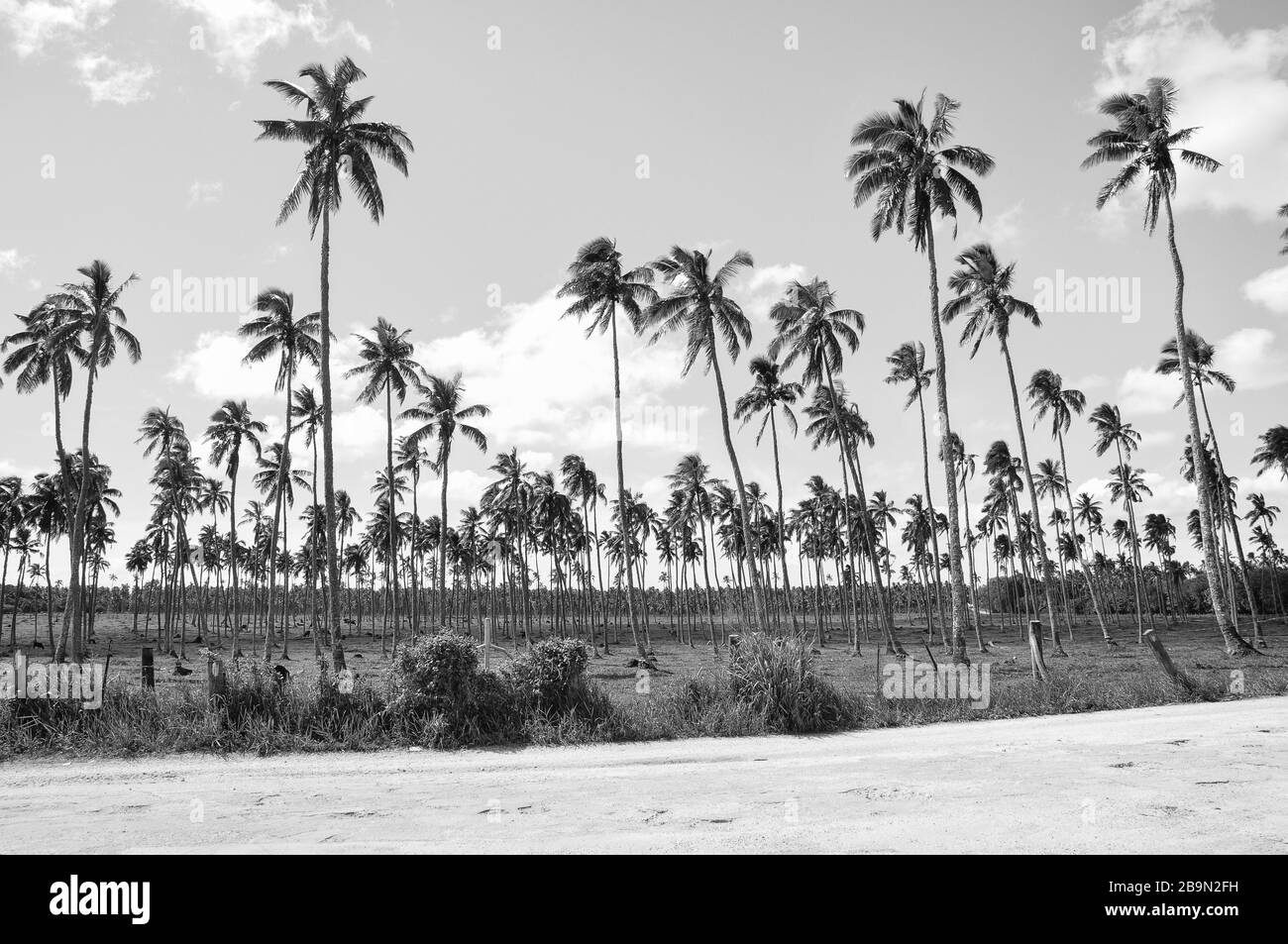 Palm Trees in Nukualofa, Tonga Stock Photo - Alamy