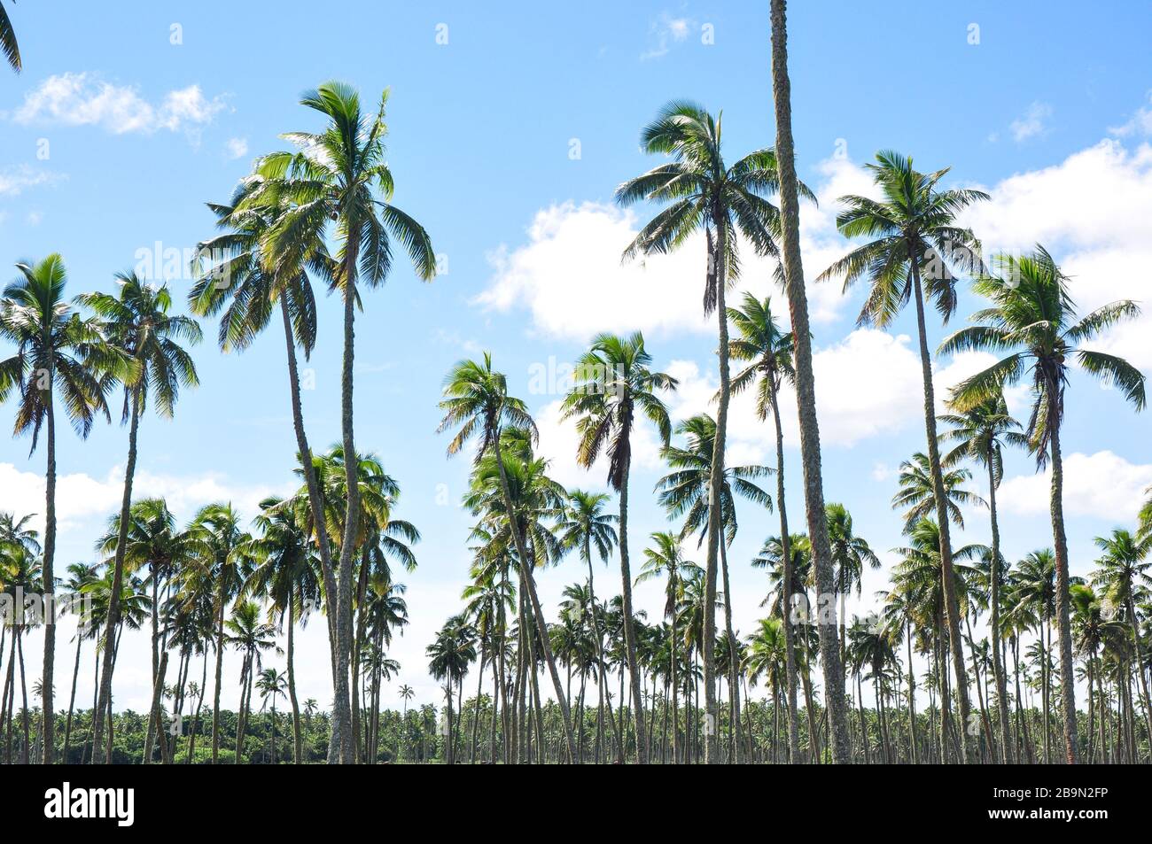 Palm trees blow in wind hi-res stock photography and images - Alamy