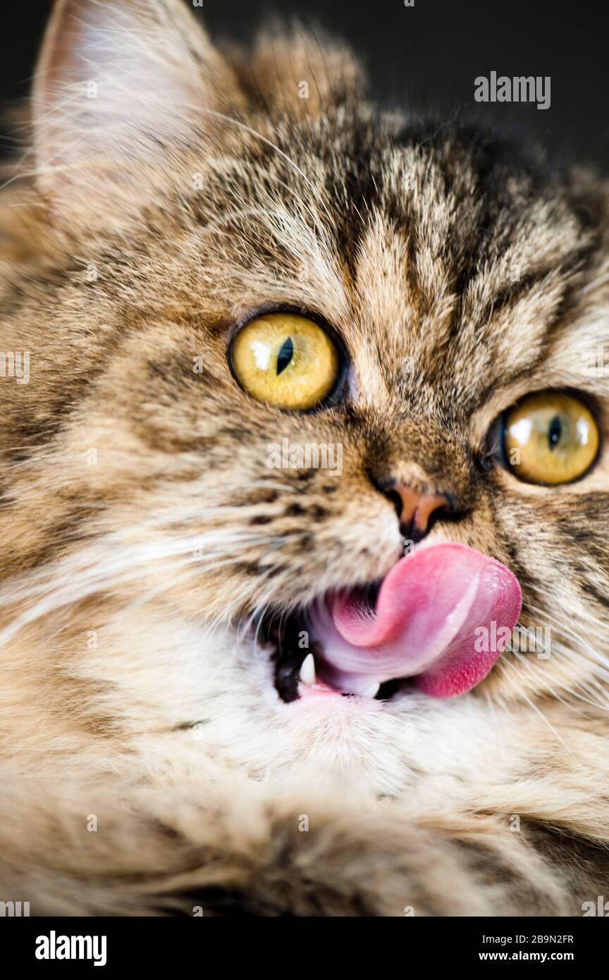 Round cat face hi-res stock photography and images - Alamy