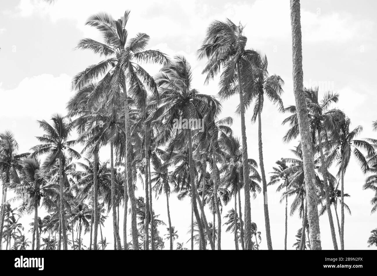 Single palm trees in Black and White Stock Photos & Images - Alamy
