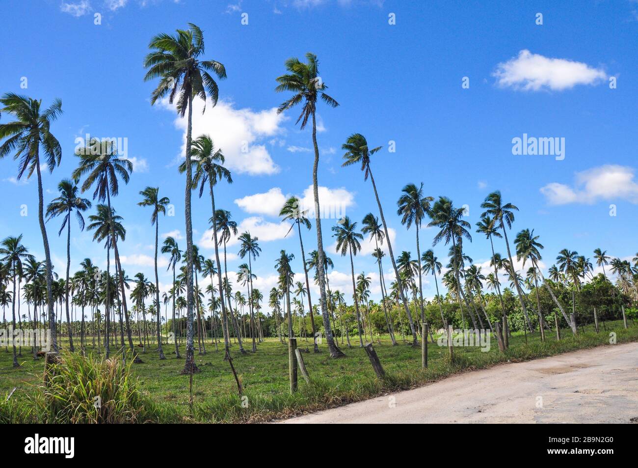 Palm Trees in Nukualofa, Tonga Stock Photo - Alamy