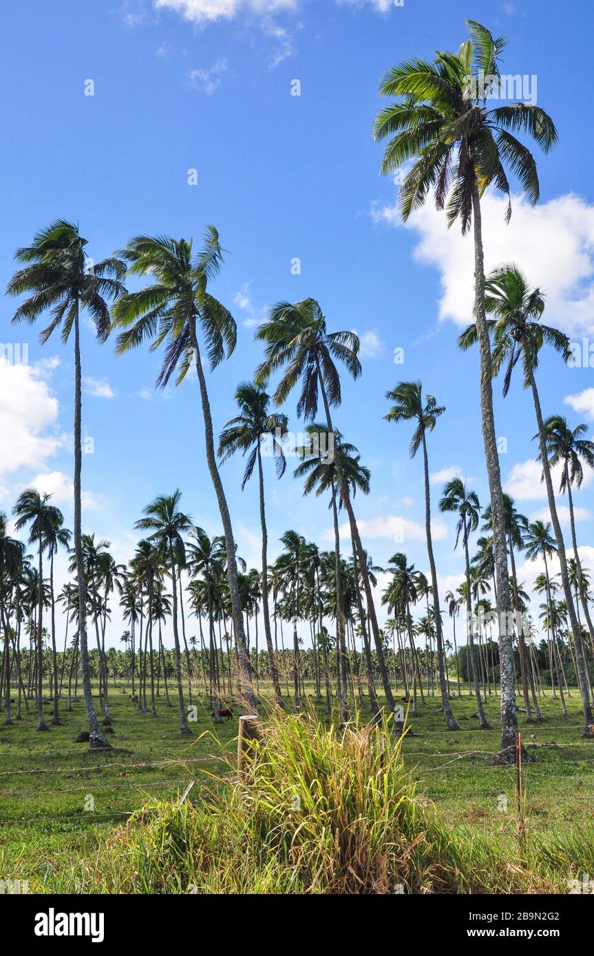 Green palm trees sway in hi-res stock photography and images - Alamy