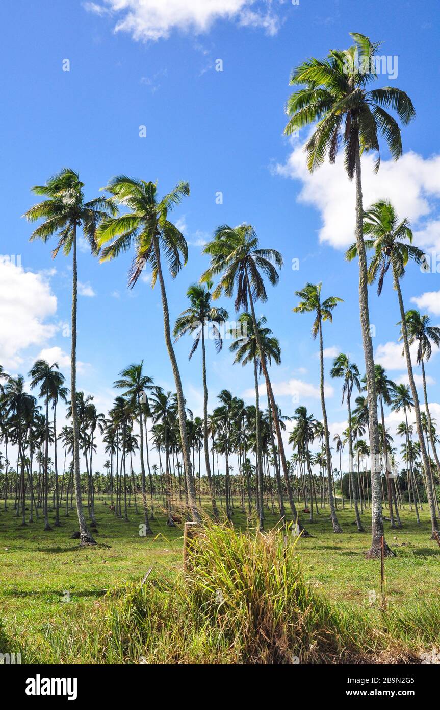 Palm Trees in Nukualofa, Tonga Stock Photo - Alamy
