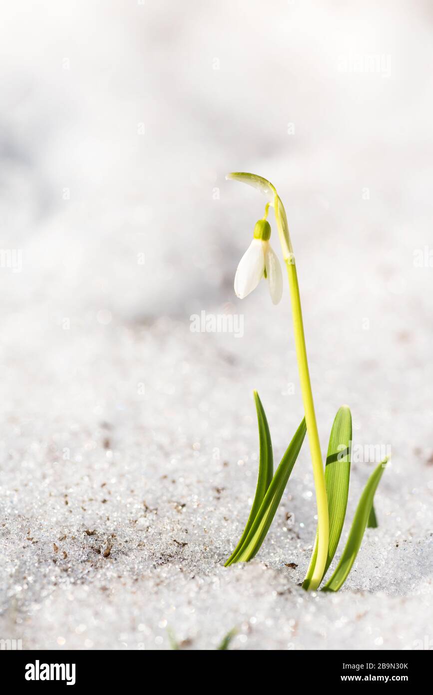 Snowdrop flower growing out of the snow, early spring in the garden ...