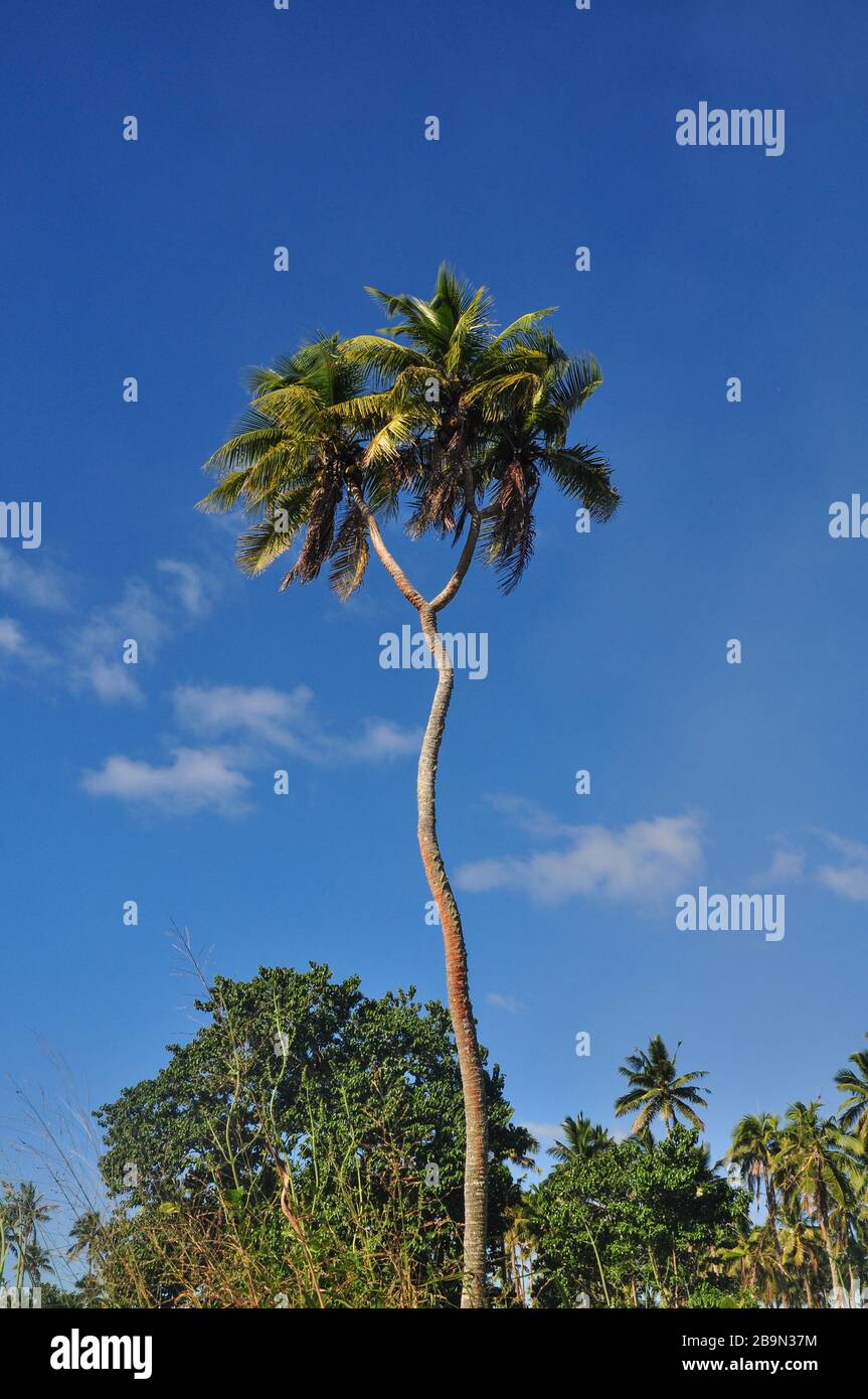 Palm Trees in Nukualofa, Tonga Stock Photo - Alamy
