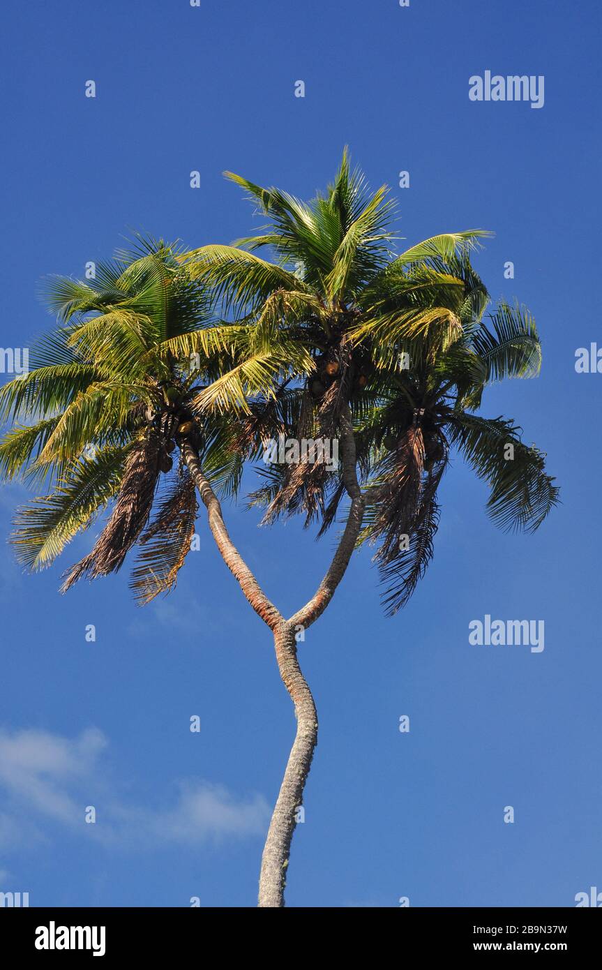 Palm Trees in Nukualofa, Tonga Stock Photo - Alamy