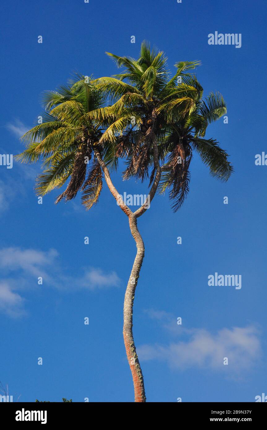 Palm Trees in Nukualofa, Tonga Stock Photo - Alamy