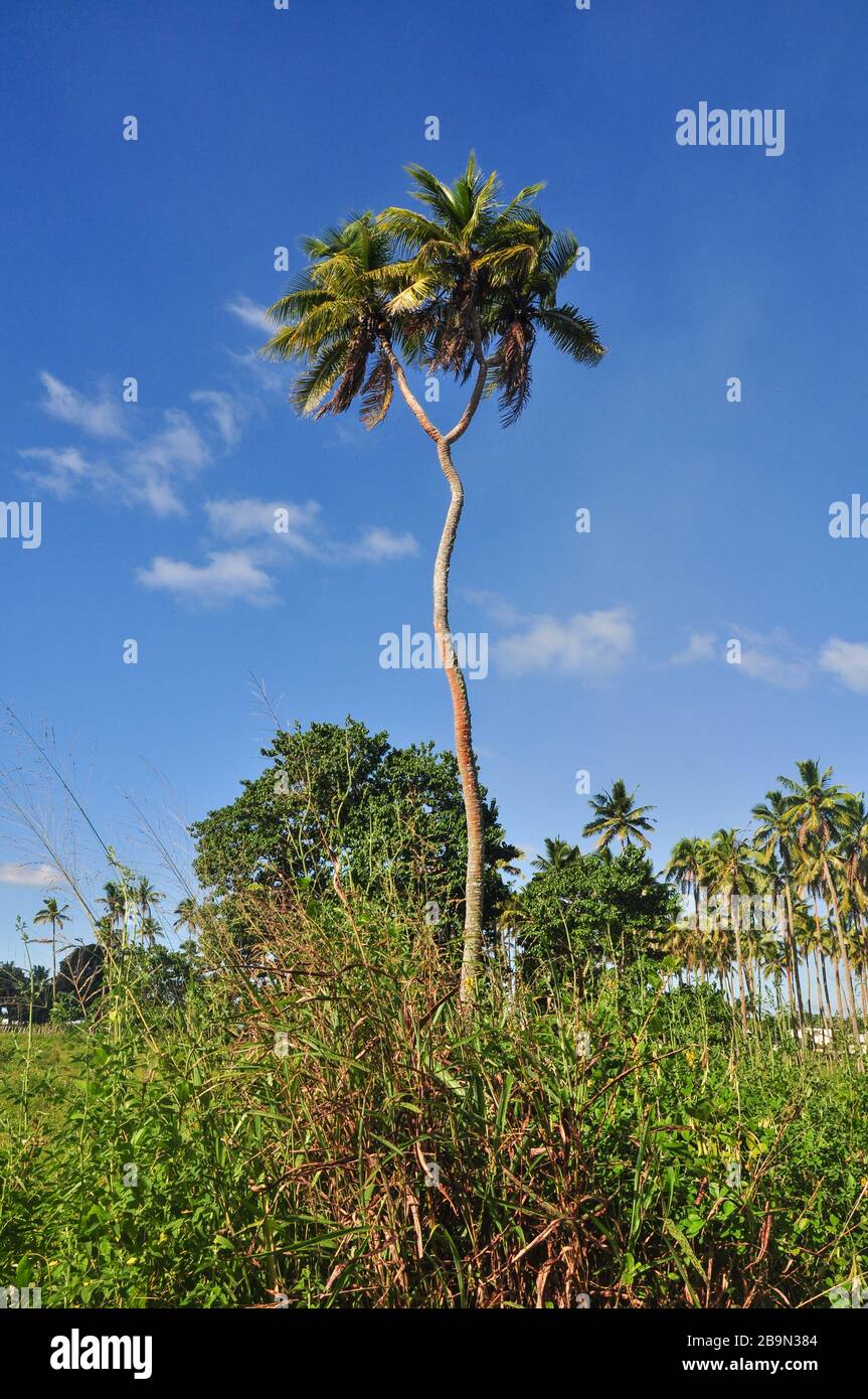Palm Trees in Nukualofa, Tonga Stock Photo - Alamy