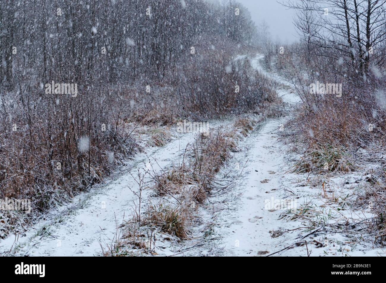 in the forest it is snowing, precipitation in the form of snow Stock ...