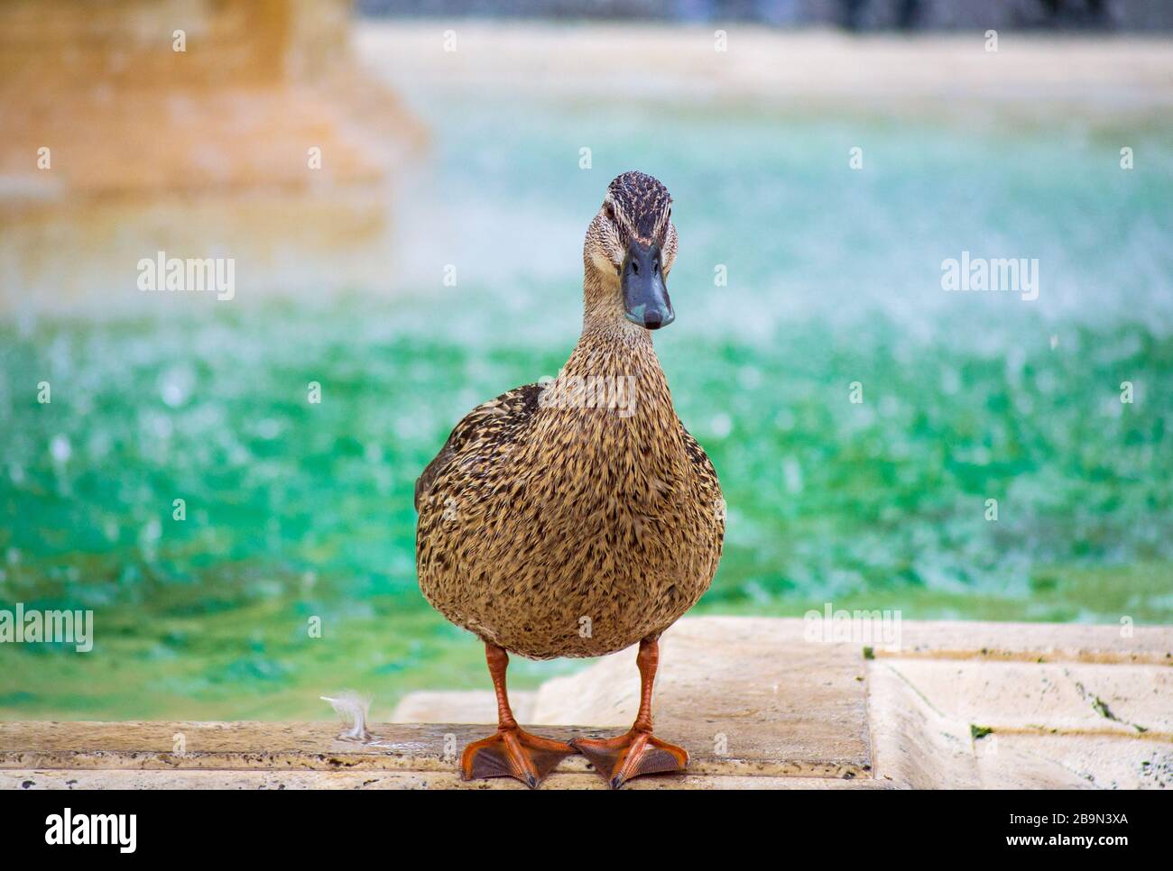 Mallard birds basking on the sun at the edge of beautiful Bernini ...