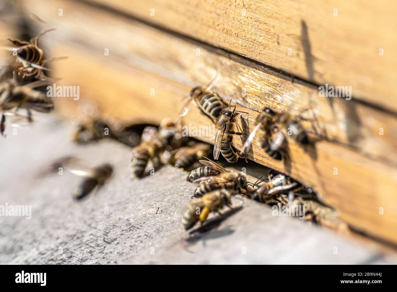 Close up of flying honey bees into beehive apiary Working bees ...