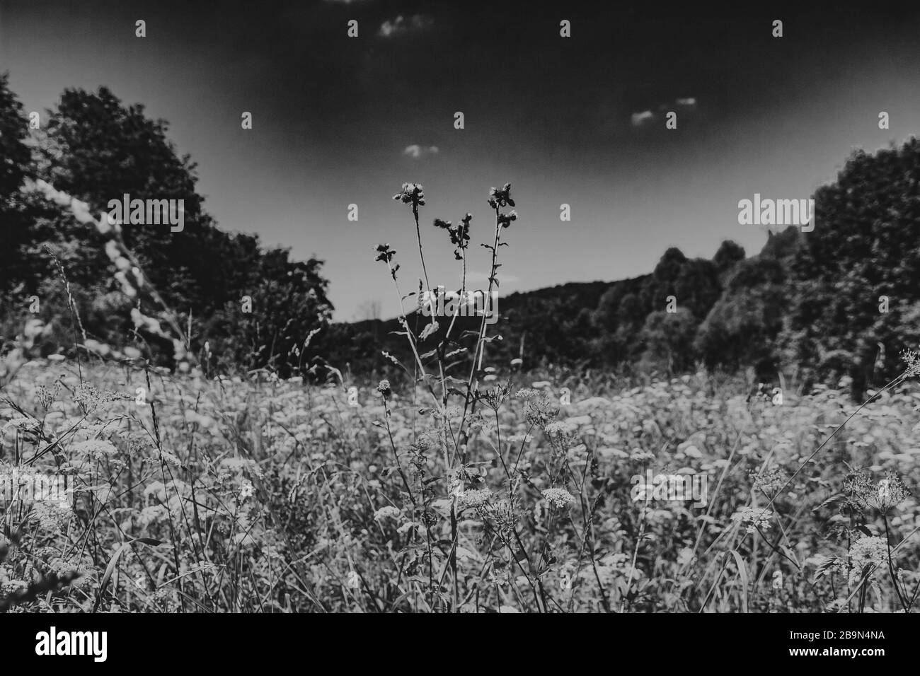 Former pasture Black and White Stock Photos & Images - Alamy