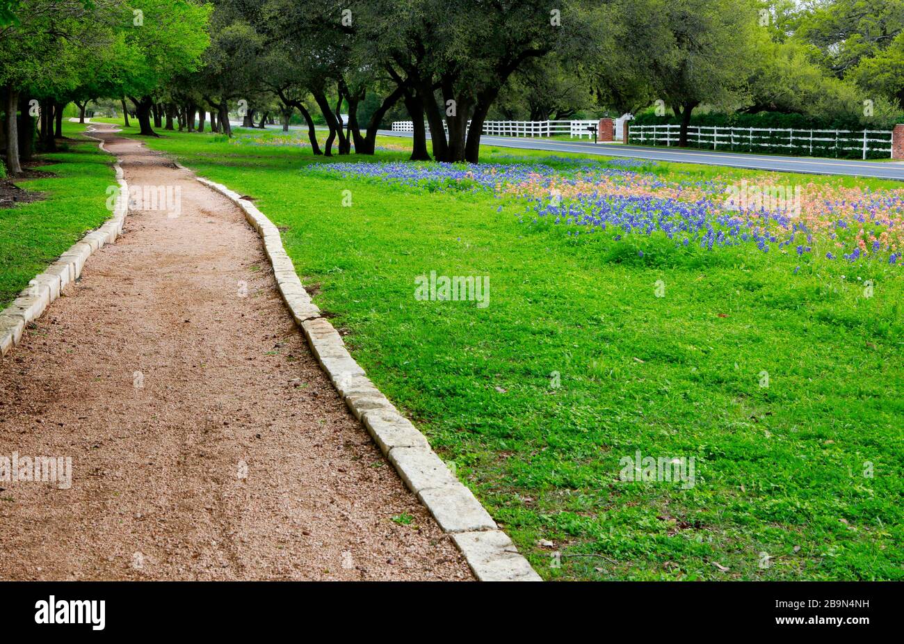 Texas Red Oak High Resolution Stock Photography and Images - Alamy
