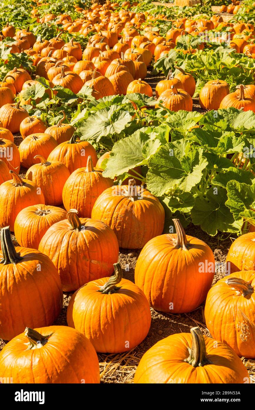 pumpkin field, Pumpkin Patch, Lane Farms, Santa Barbara, California ...