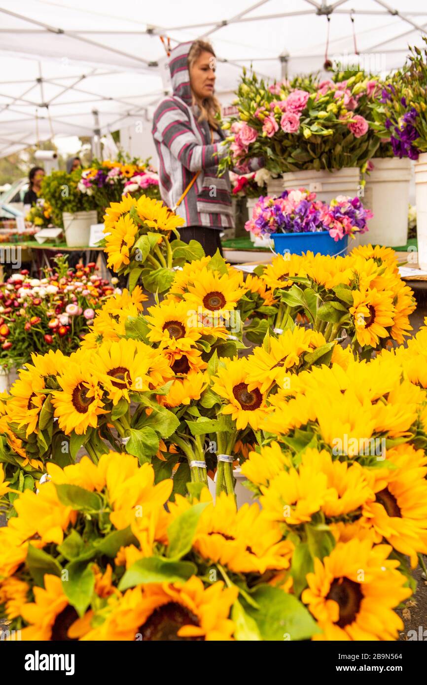 sunflowers for sale at Farmers Market, Santa Barbara, California Stock ...