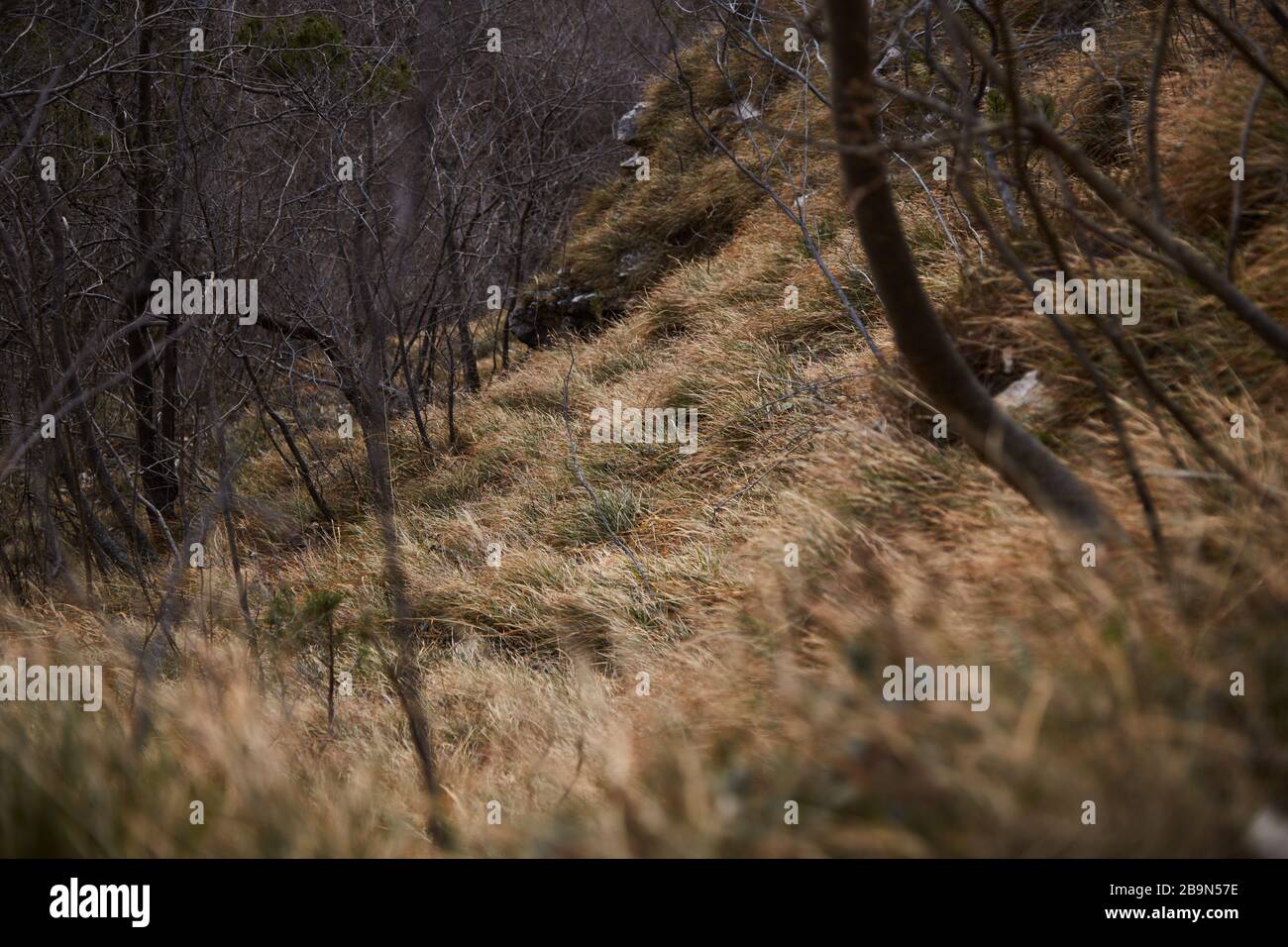 Grass on a slope in the mountains near the trail Stock Photo - Alamy