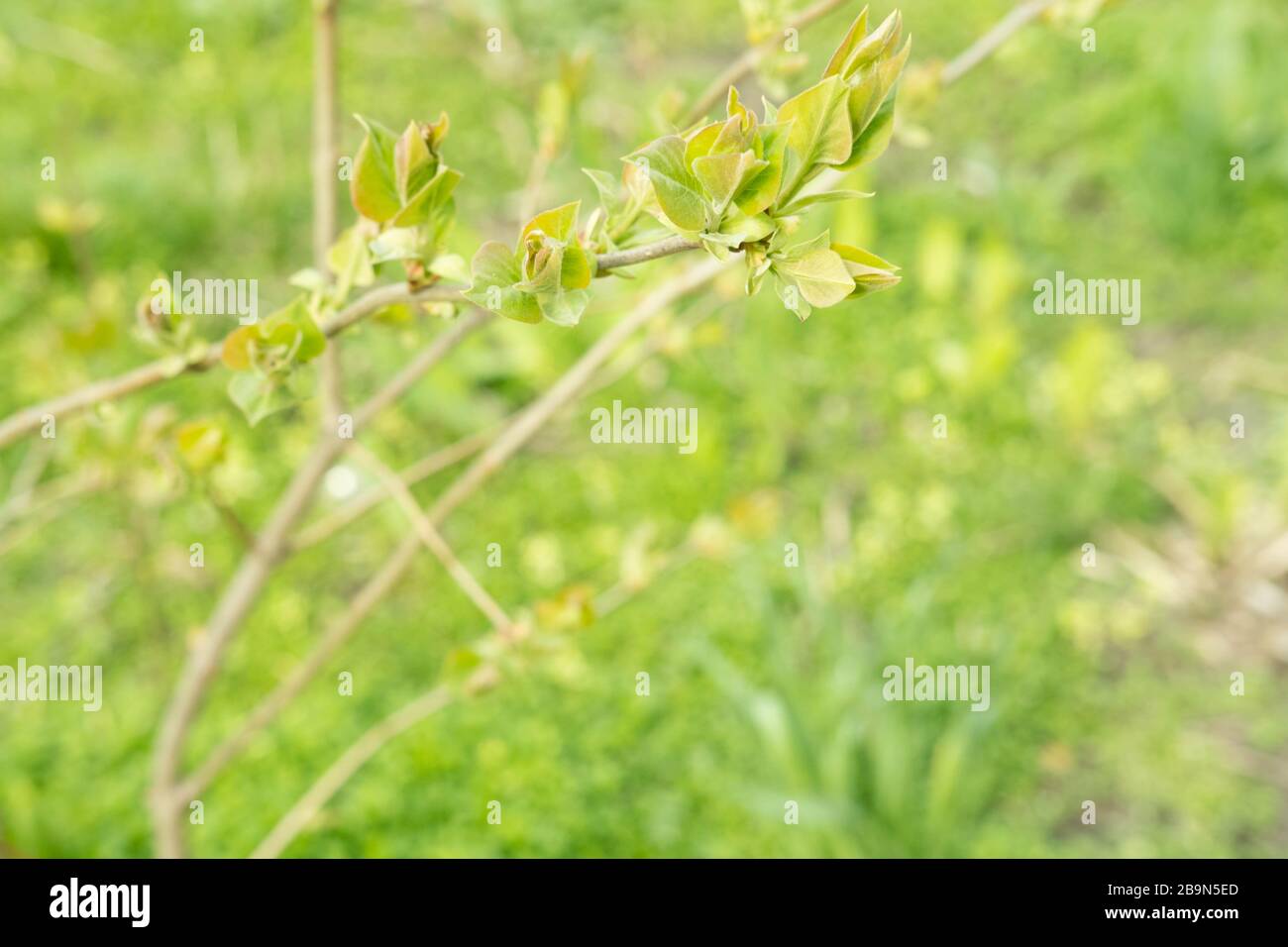 Spring photo of bushes with buds that began to bloom. Bushes in the ...