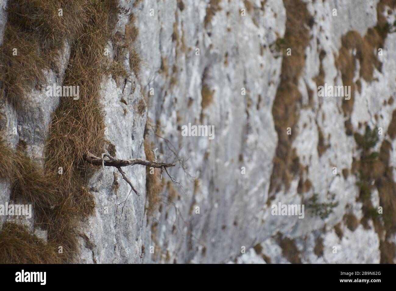 Trees on a vertical gray rock, with stumpy grass Stock Photo - Alamy