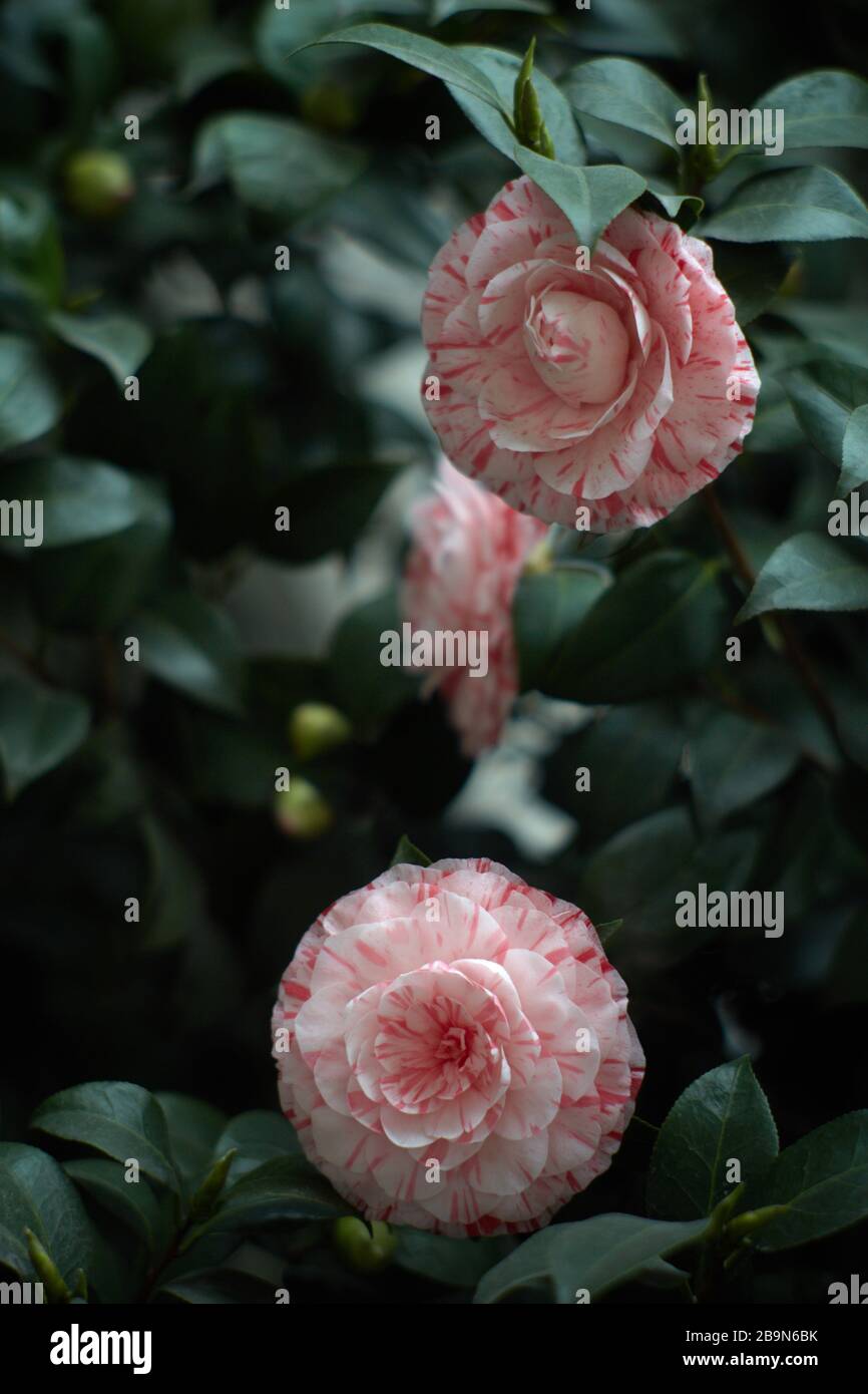 Light pink camellia flowers on a leafy background Stock Photo - Alamy