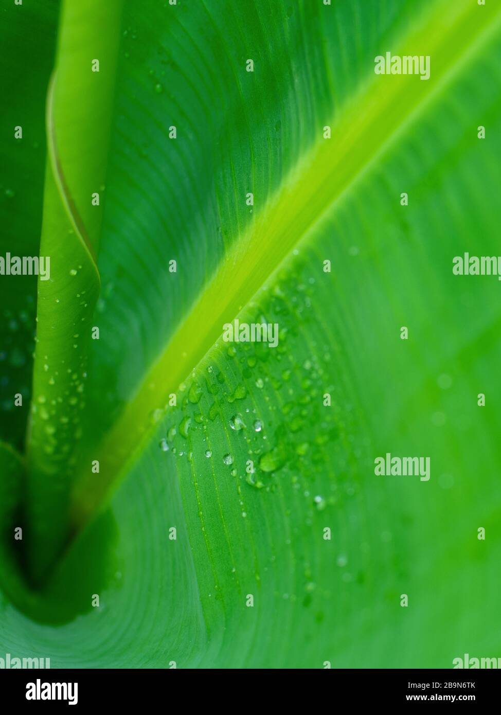 Vertical leaf pattern hi-res stock photography and images - Alamy