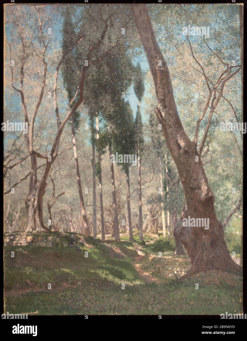 Olives in Menton Henry Brokman (1868-1933). Oliviers à Menton. Huile ...