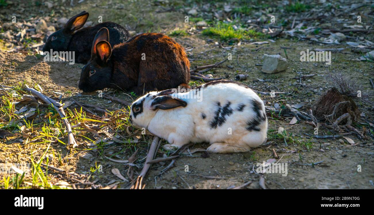 three rabbits eating on the lawn Stock Photo - Alamy
