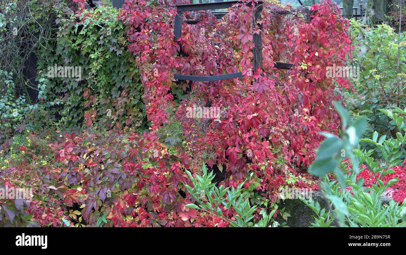 Back to nature, wall in a disused factory that is overgrown with red ...