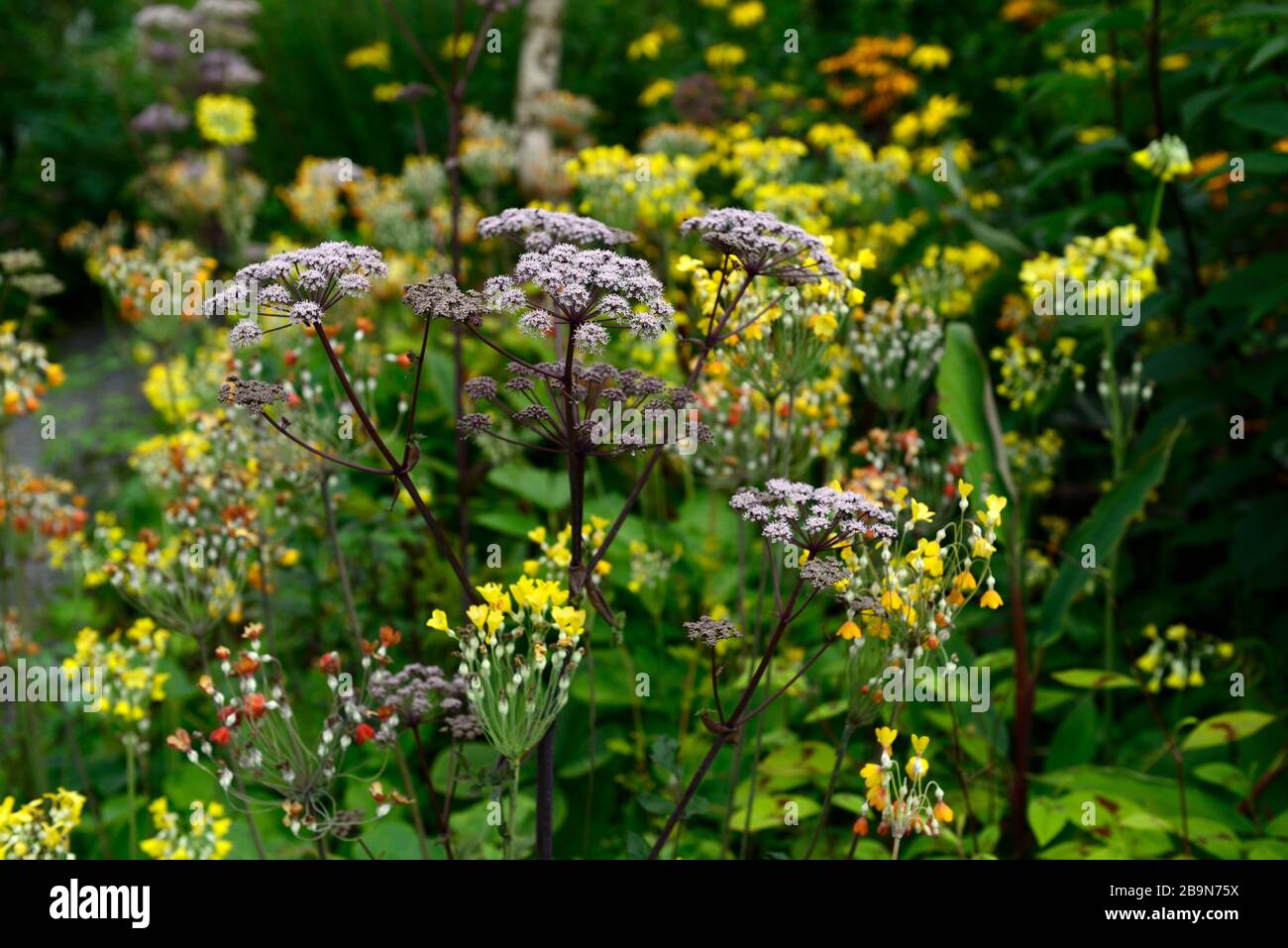 Angelica sylvestris purpurea Vicar’s Mead,Wild angelica,purple stems ...