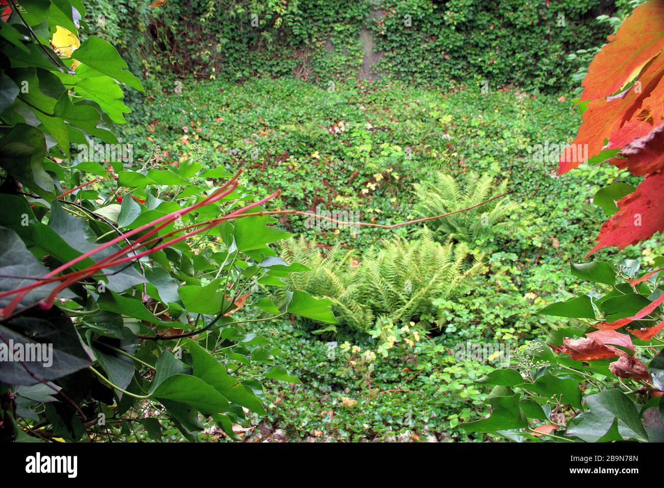 View of a garden overgrown with ivy and runner Stock Photo - Alamy