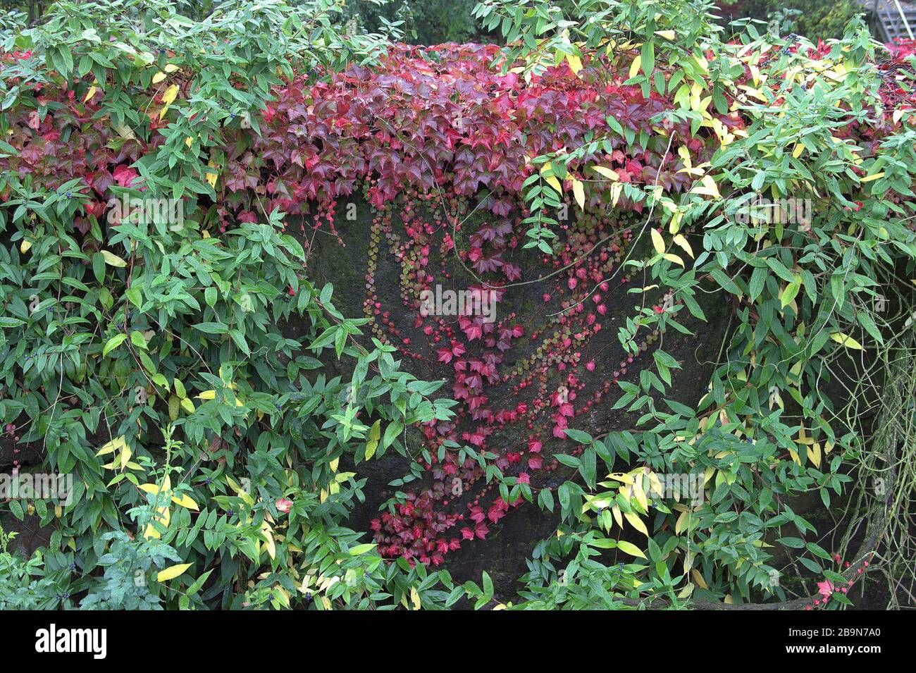 Ivy plants garden hi-res stock photography and images - Alamy