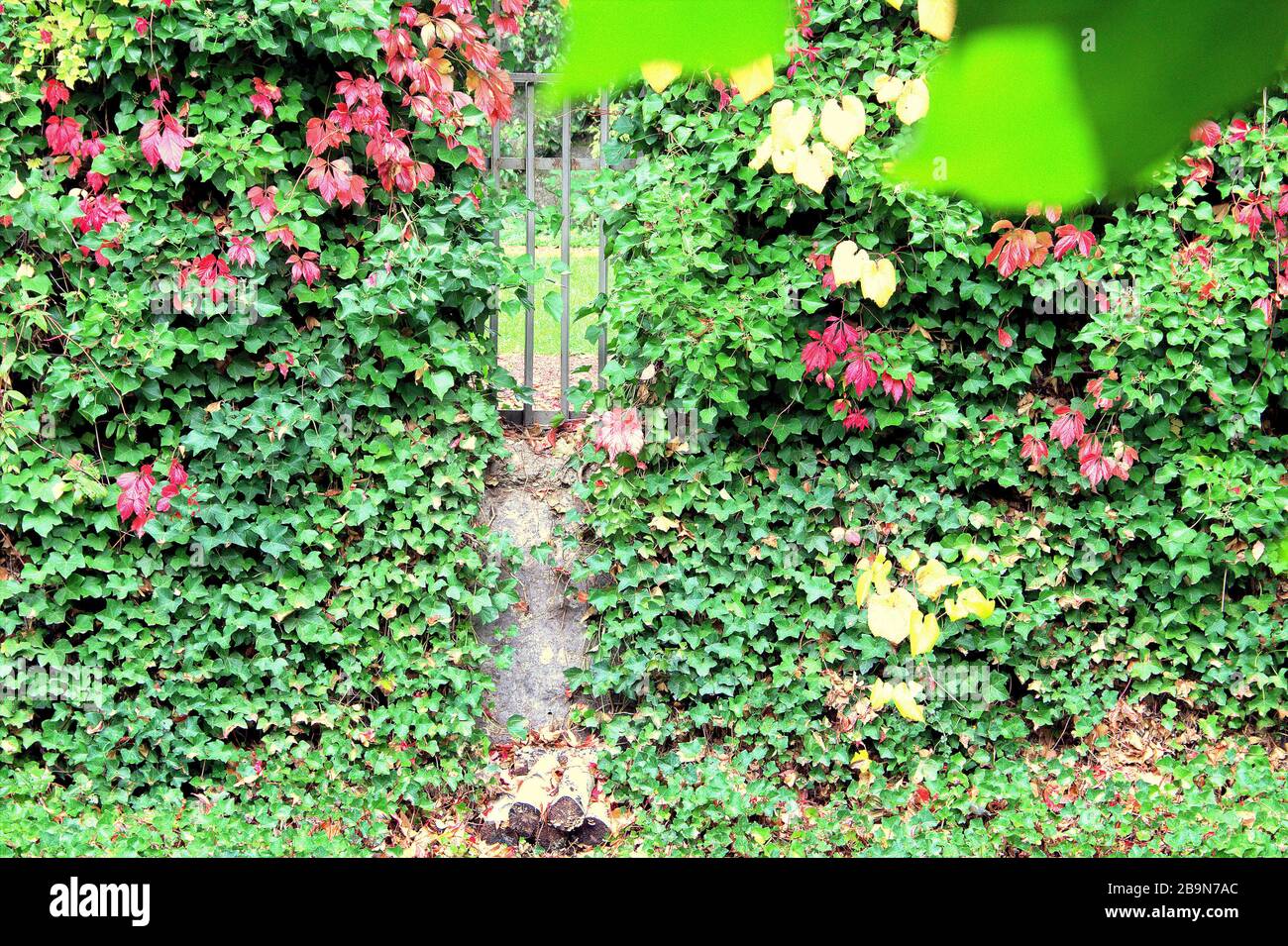 Overgrown garden wall hi-res stock photography and images - Alamy