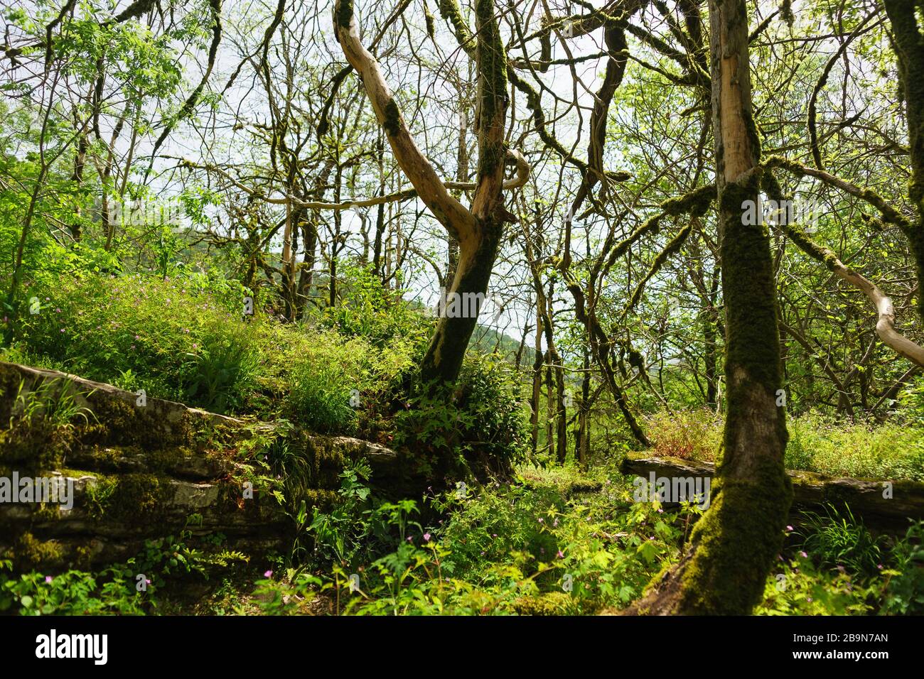 Green moss and flowering geranium forest on the rocks at the foot of ...