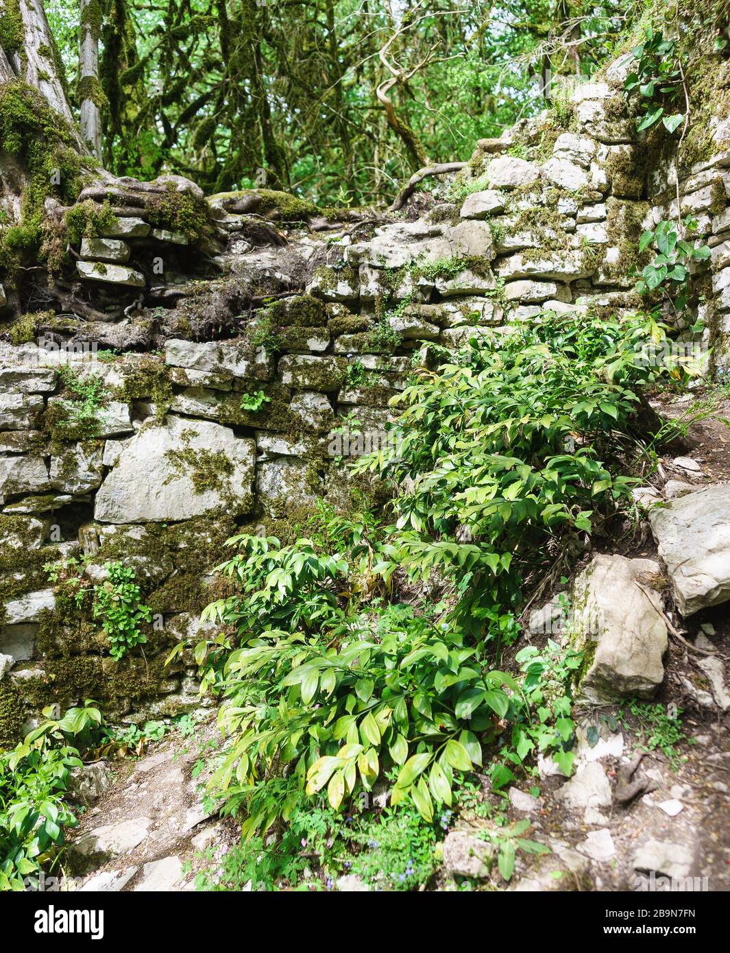 Evergreen perennial shrub iglitsa Colchis (lat. Ruscus colchicus) on ...