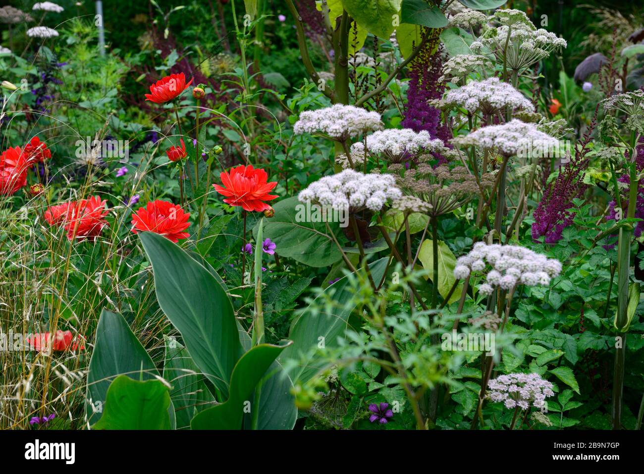 Angelica sylvestris purpurea hi-res stock photography and images - Alamy