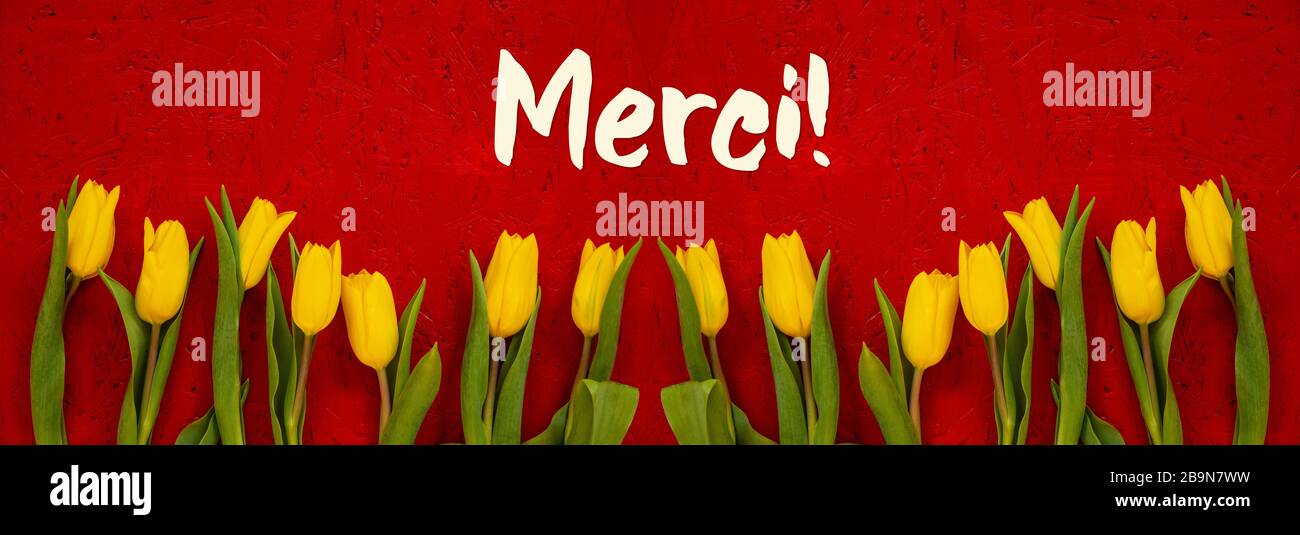 Baner Of Yellow Tulip Flowers, Red Background, Text Merci Means Thank ...