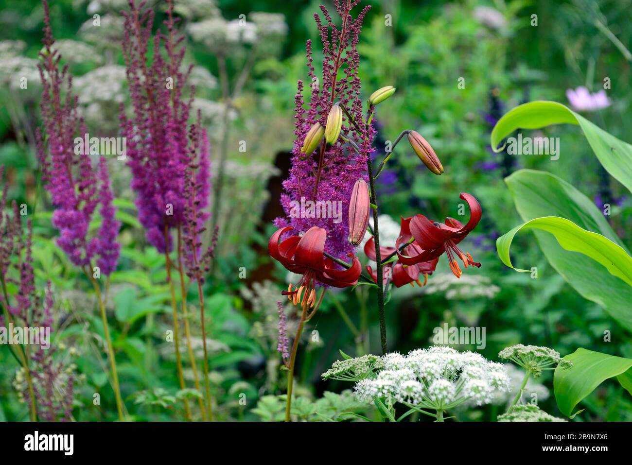 Tiger lilies flowers hi-res stock photography and images - Alamy