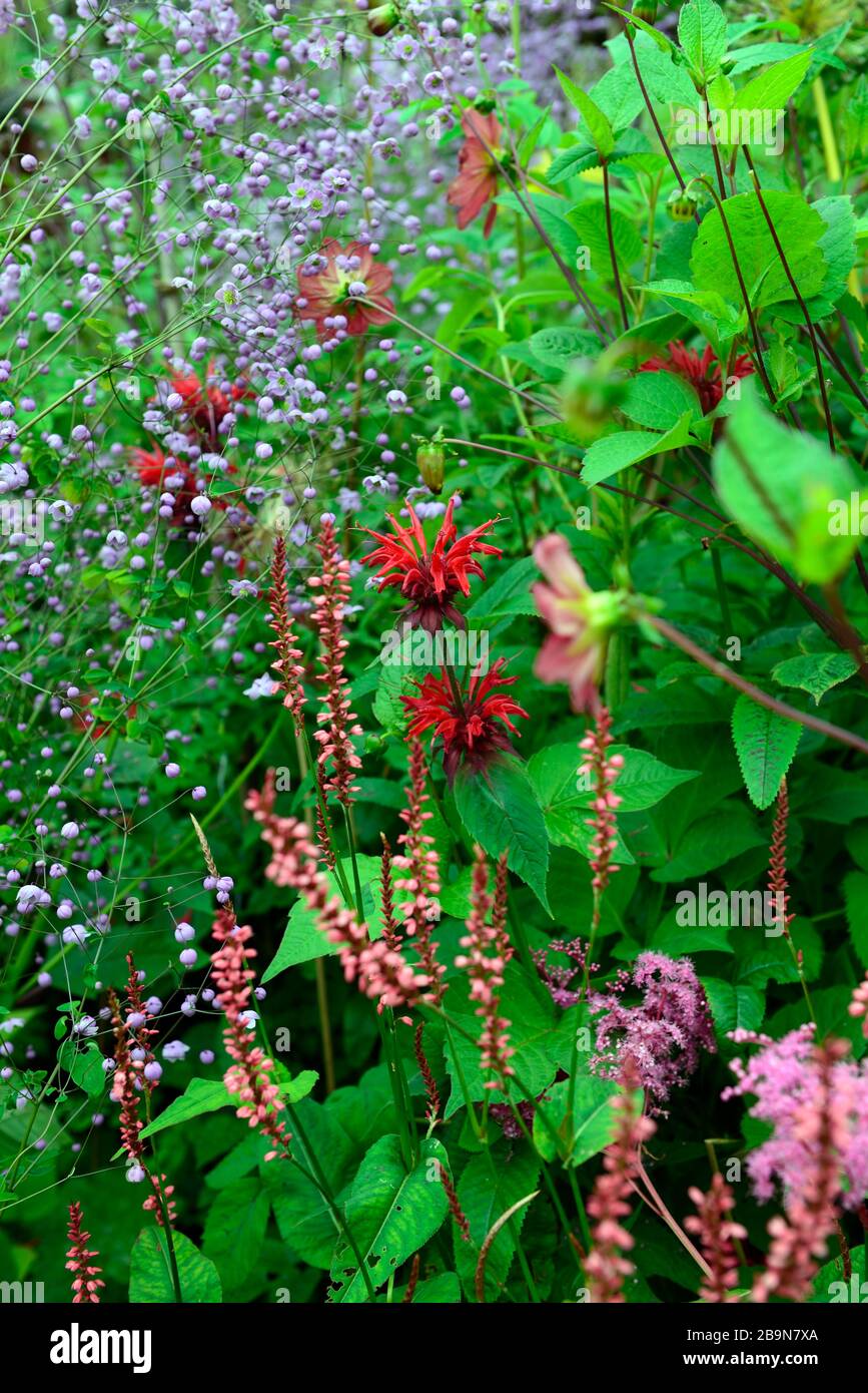 Monarda Garden View Scarlet,Persicaria amplexicaulis Orange Field ...