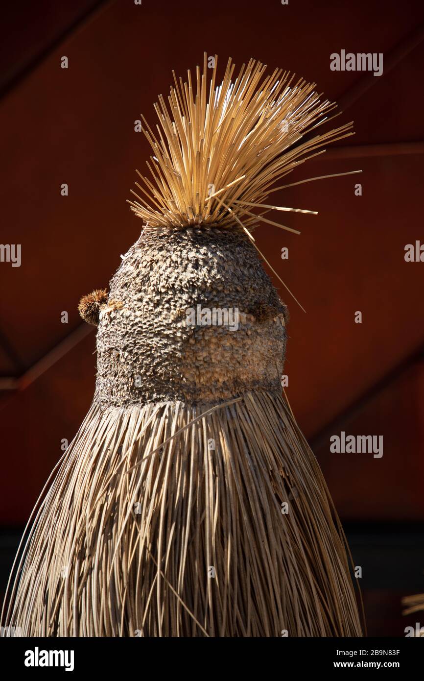 The native Australian grass tree or Xanthorrhoea seen in the centre of ...