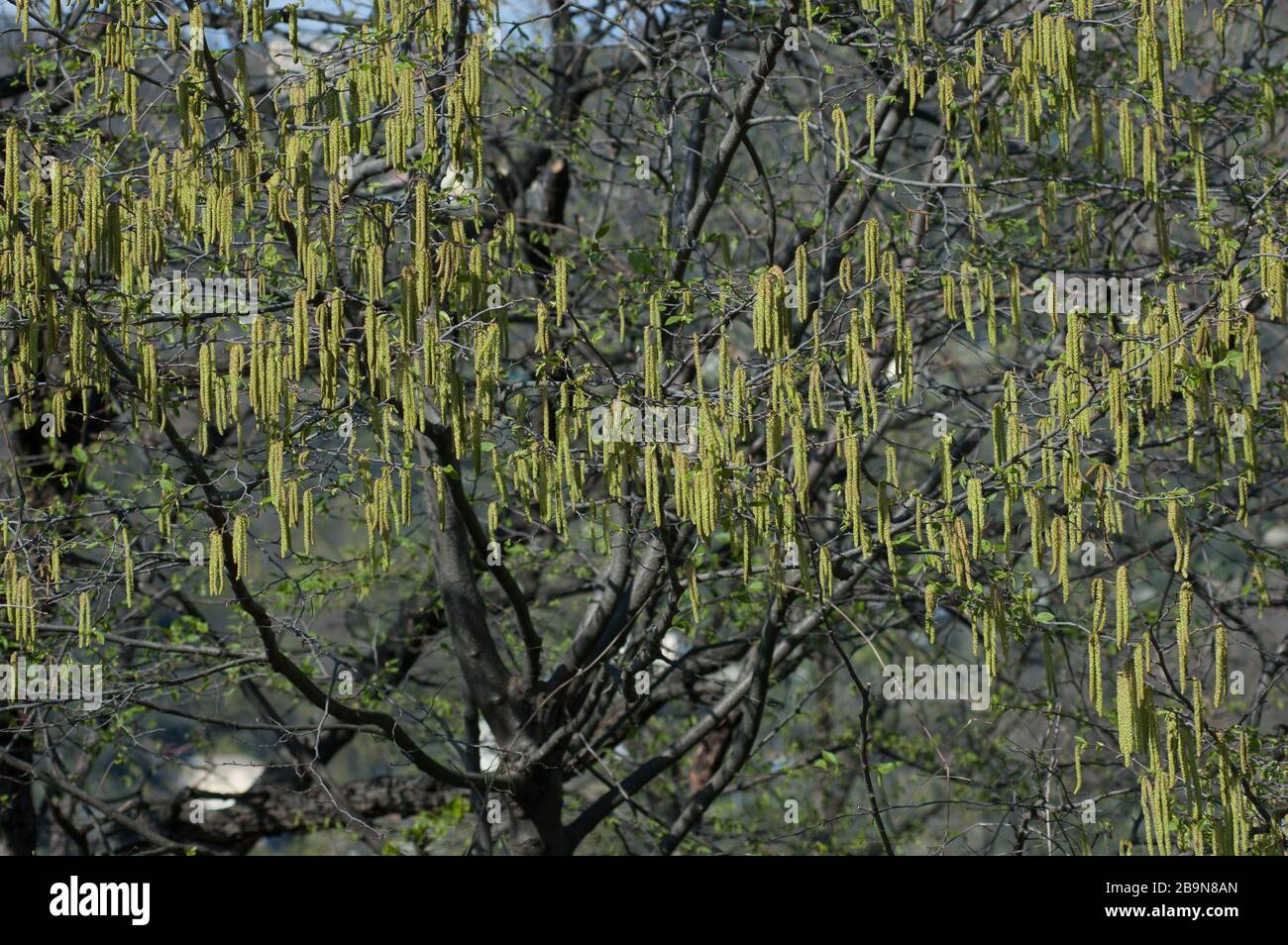 Beautiful weeping willow in bloom hi-res stock photography and images ...