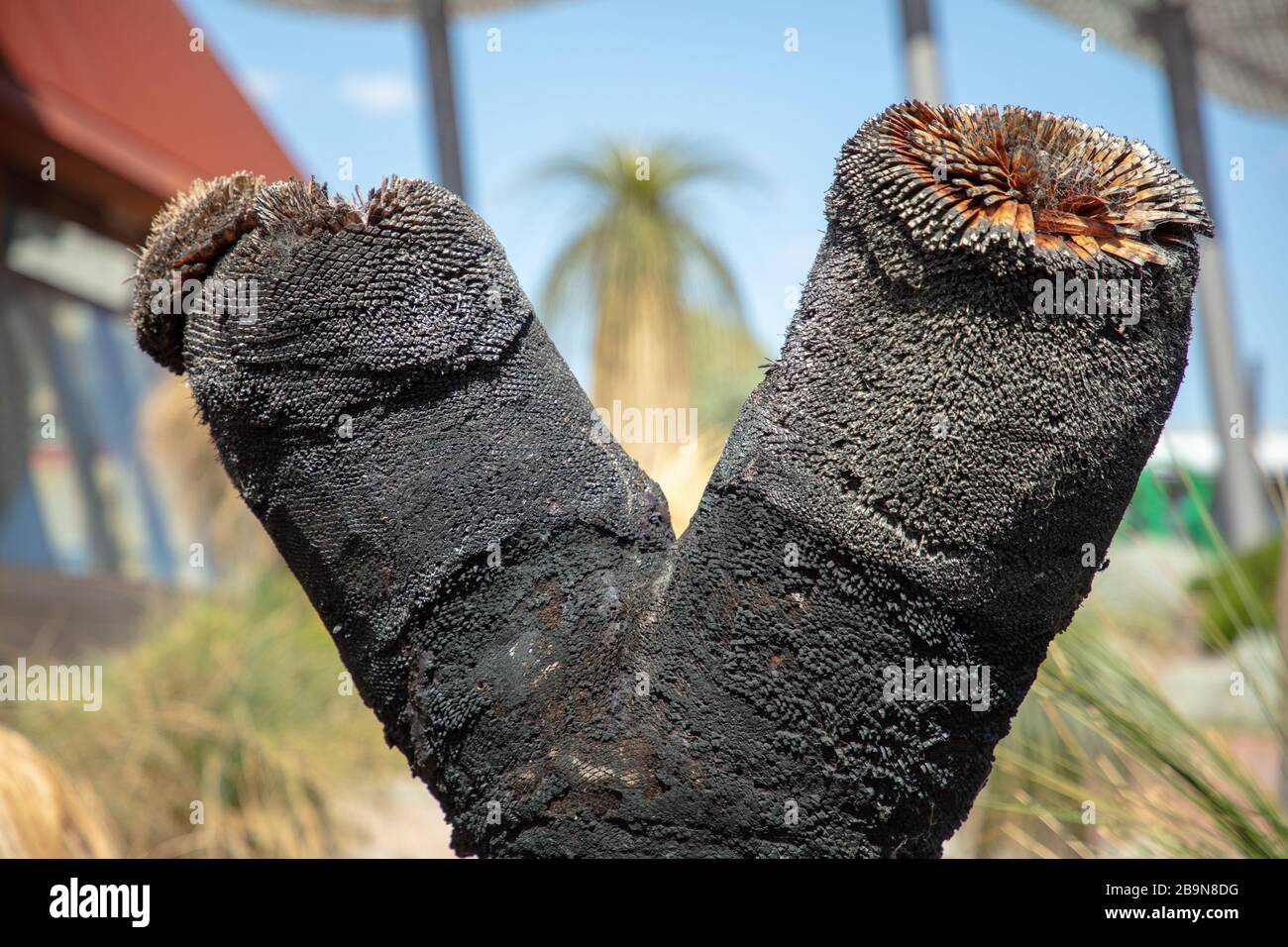 The native Australian grass tree or Xanthorrhoea seen in the centre of ...