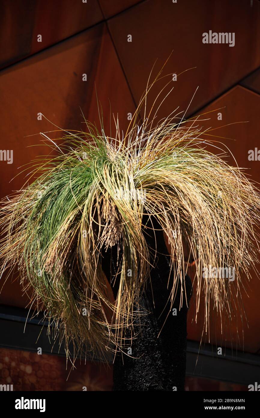 The native Australian grass tree or Xanthorrhoea seen in the centre of ...