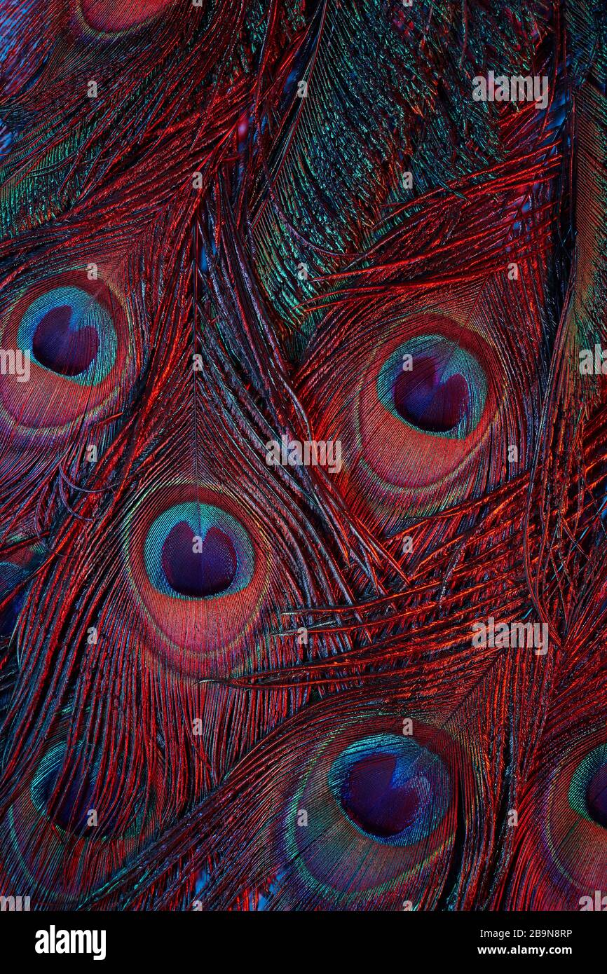 Abstract Peacock Feather Wallpaper