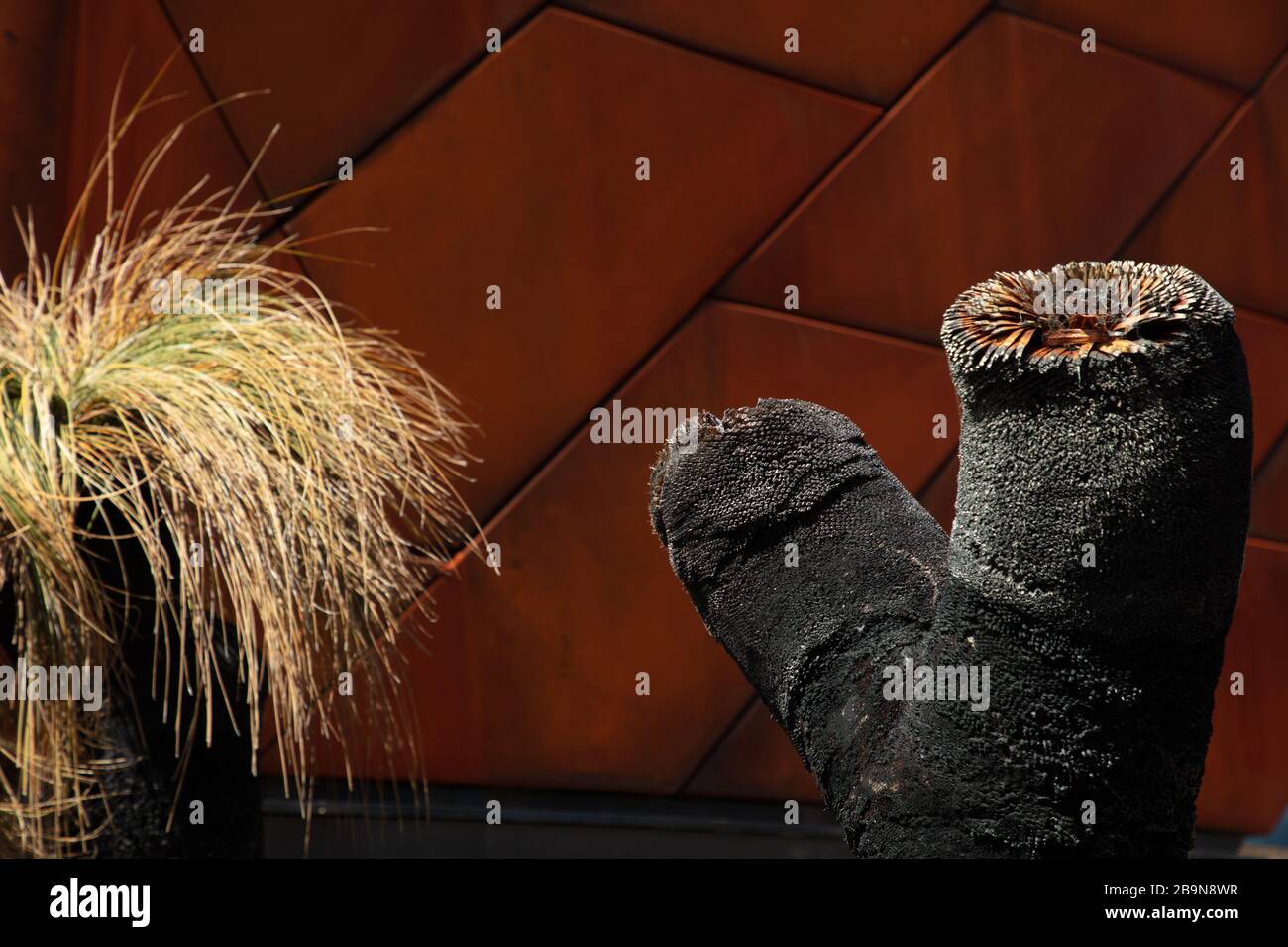 The native Australian grass tree or Xanthorrhoea seen in the centre of ...