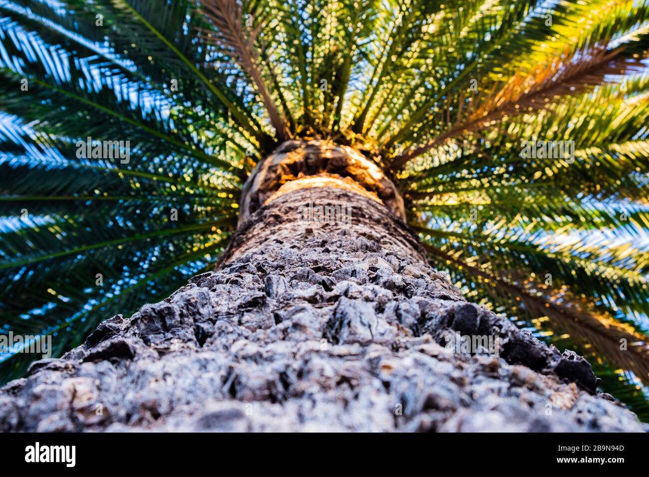 Fire palm tree hi-res stock photography and images - Alamy
