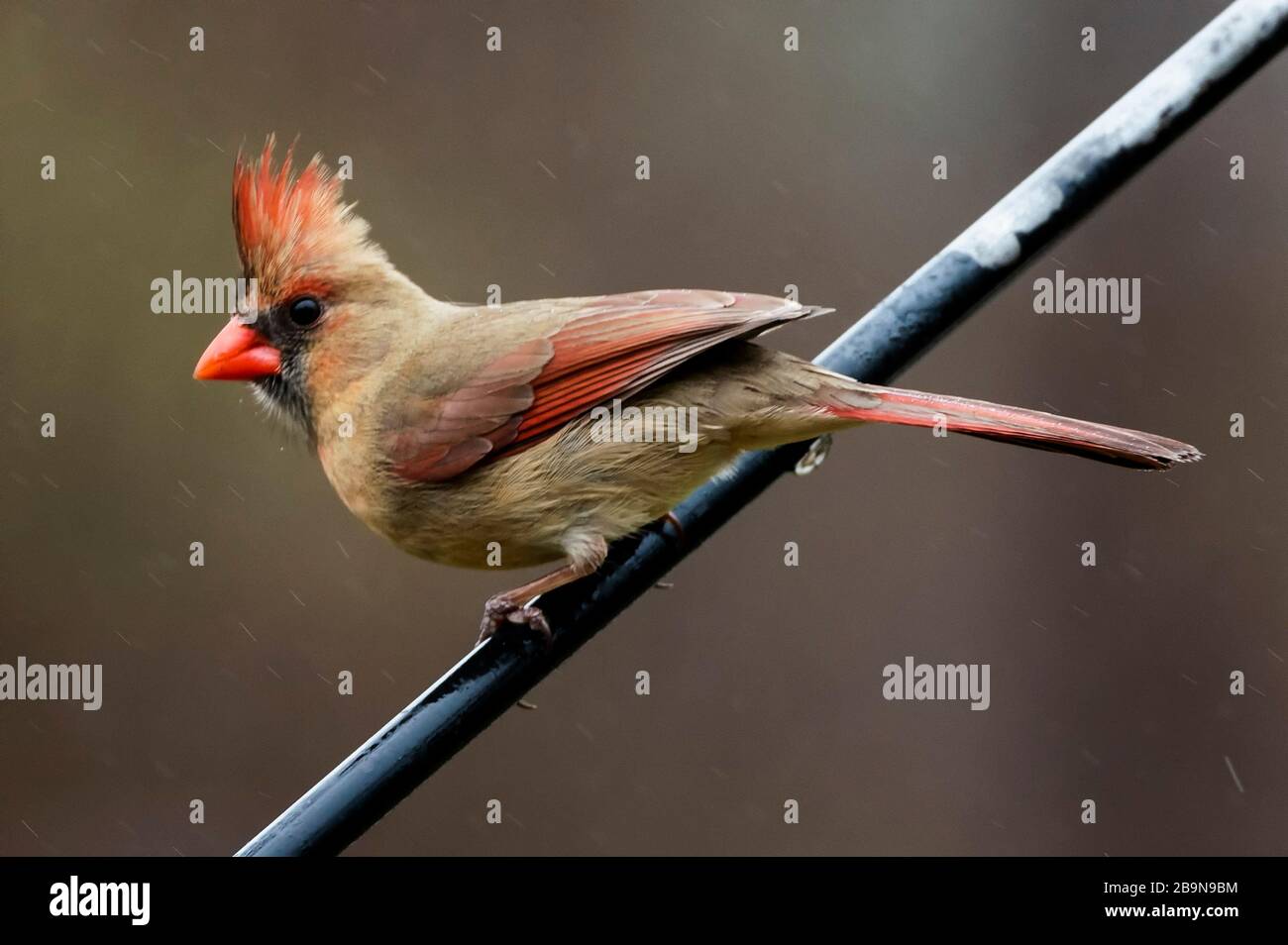 On the perch Stock Photo - Alamy