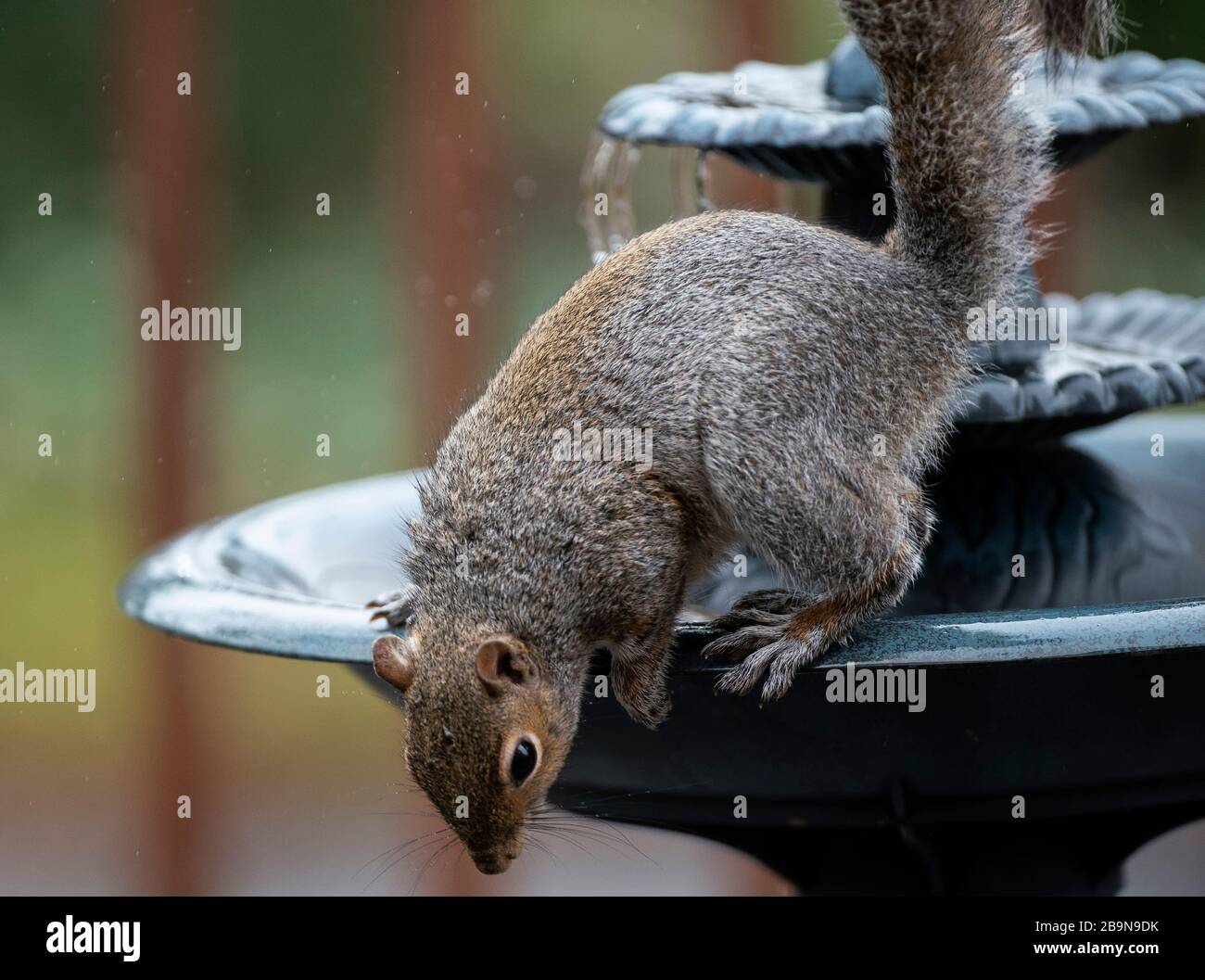 Gray squirrel jumping hi-res stock photography and images - Alamy